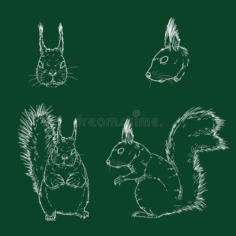 Vector Set of Squirrel Illustrations. Front and Side View Postraits ...