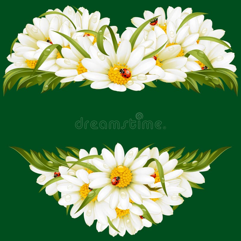Camomile frame stock vector. Illustration of banner, isolated - 15131201