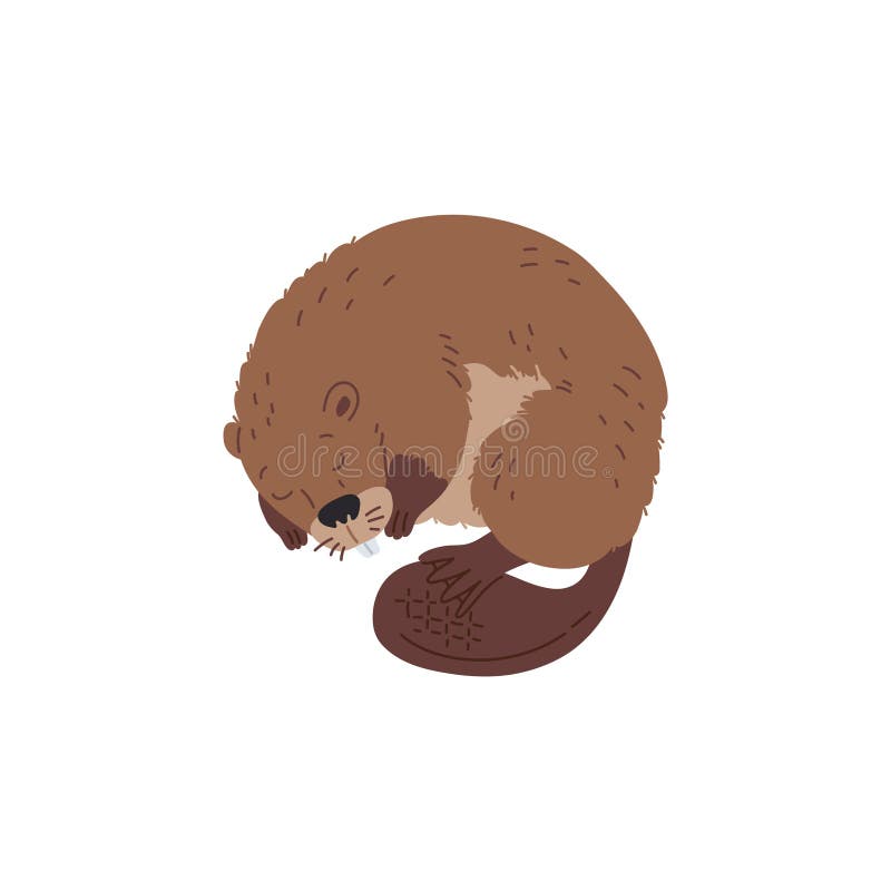 Vector Character is a Sleeping Beaver with Sharp Teeth, a Flat Tail and ...