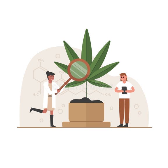 Vector Characters Exploring Cannabis Leaf. Laboratory Experiments with ...