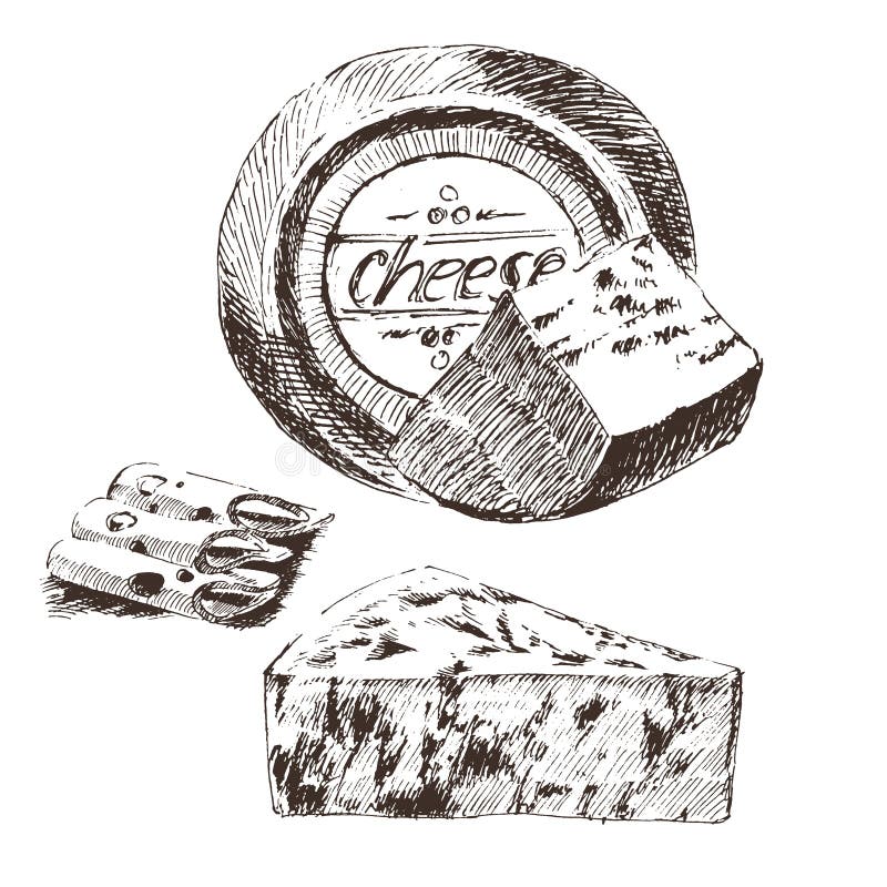 Vector Cheese Sketch Drawing Designer Template Farm Food Collection
