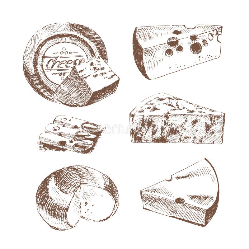 Vector Cheese Sketch Drawing Designer Template Farm Food Collection