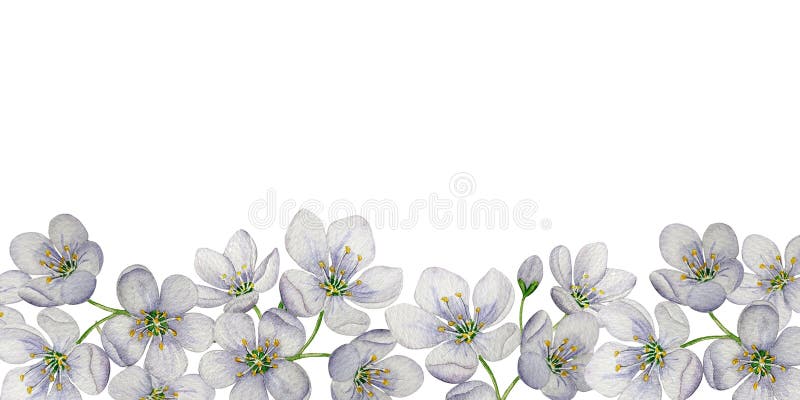 Vector Cherry Blossom Banner. Watercolor Illustration Stock ...