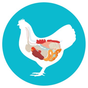 Chicken Anatomy Stock Illustrations – 260 Chicken Anatomy Stock ...