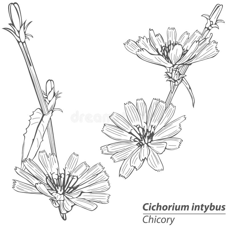 Vector Chicory with Flowers Stock Vector - Illustration of icon ...
