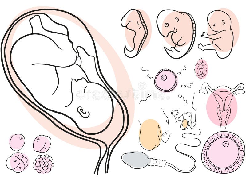 Vector Childbearing Collection Stock Vector - Illustration of pregnancy ...