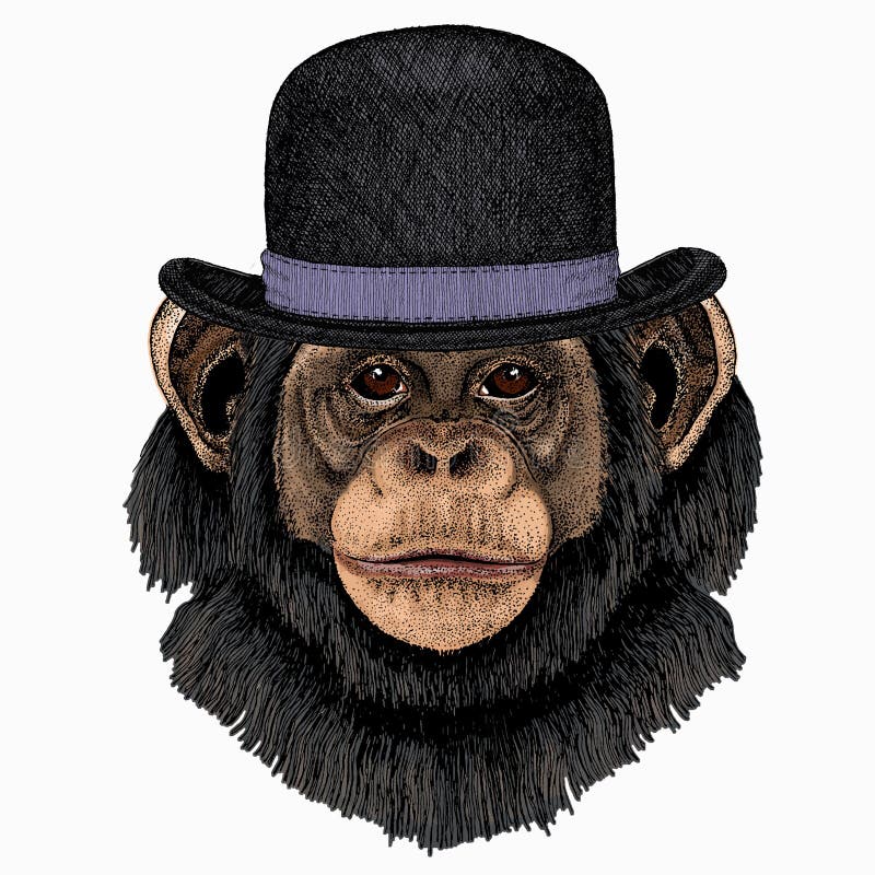 Vector Chimpanzee Portrait. Ape Head, Monkey Face. Bowler Hat. Stock ...