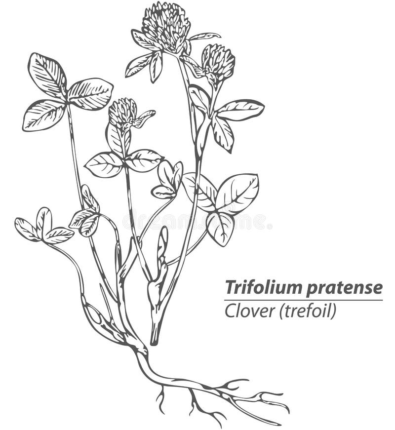 Clover Roots Stock Illustrations – 168 Clover Roots Stock Illustrations ...