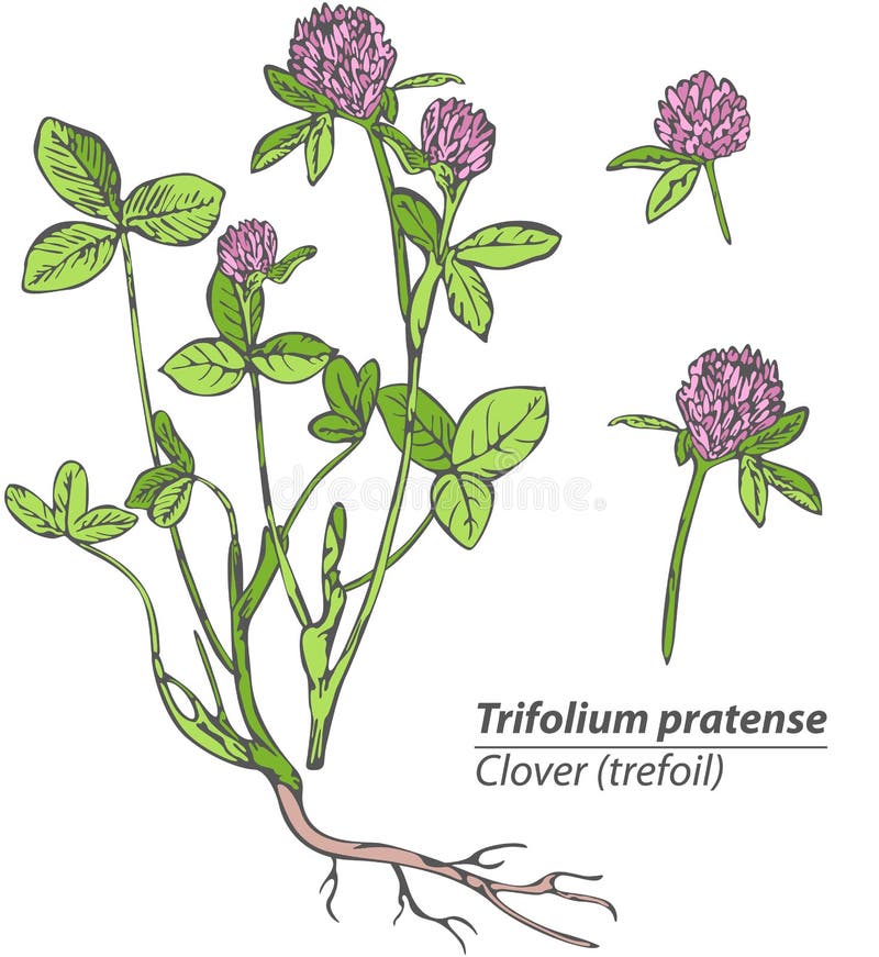 Clover Roots Stock Illustrations – 88 Clover Roots Stock Illustrations ...
