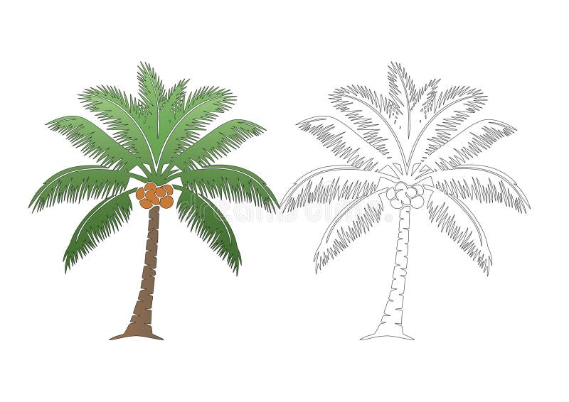 Coconut Tree Drawing Stock Illustrations – 18,043 Coconut Tree Drawing ...