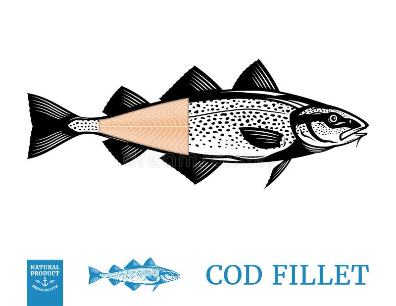 Cod Fish Stock Illustrations – 2,676 Cod Fish Stock Illustrations ...