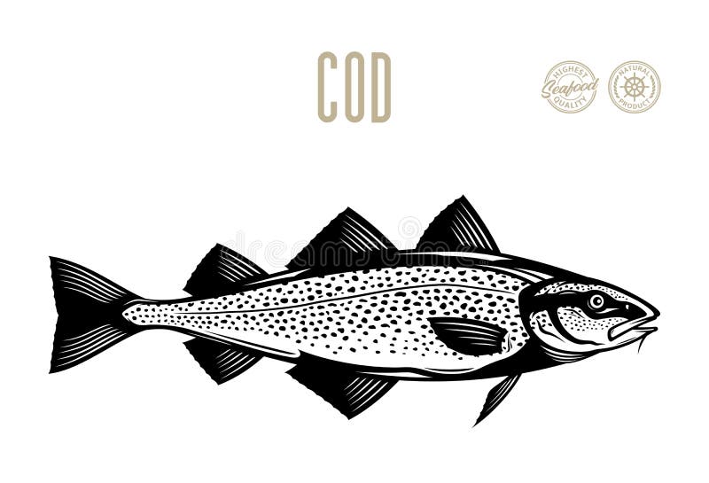 Atlantic Cod Drawing Stock Illustrations – 140 Atlantic Cod Drawing ...
