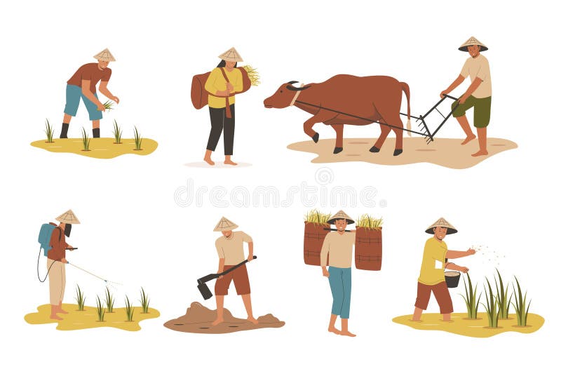 Vector Collection of Asian Rice Farmers Stock Vector - Illustration of ...