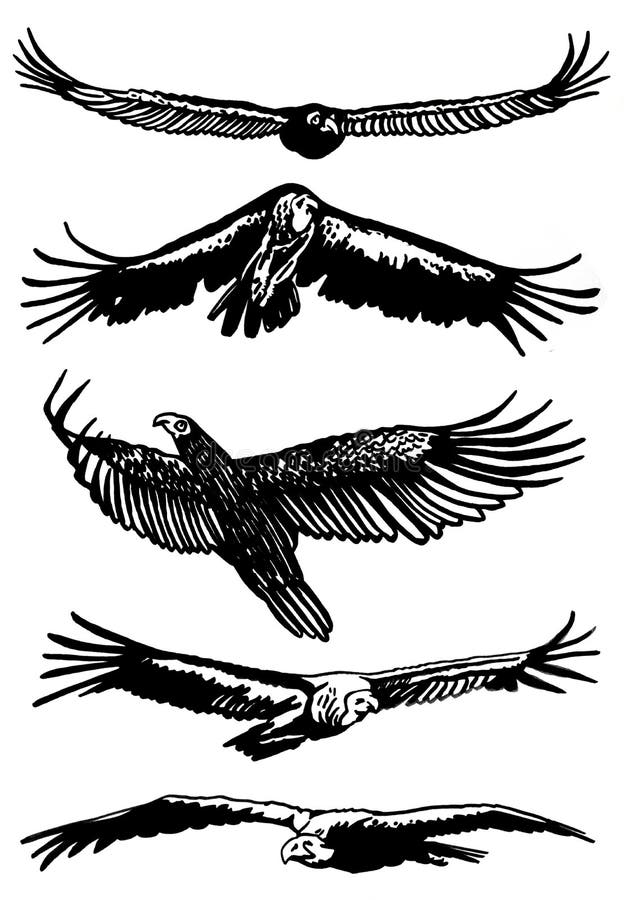 Vector Collection of Eagles on White Isolated ,vector Elements,birds ...