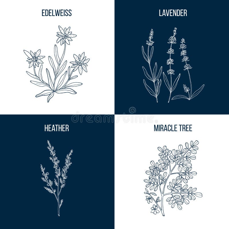 Edelweiss Stock Illustrations – 1,193 Edelweiss Stock Illustrations ...