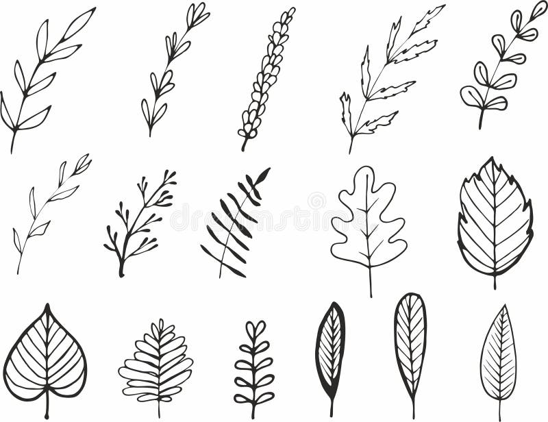 Vector Collection of Hand Drawn Plants. Botanical Set of Sketch Flowers ...