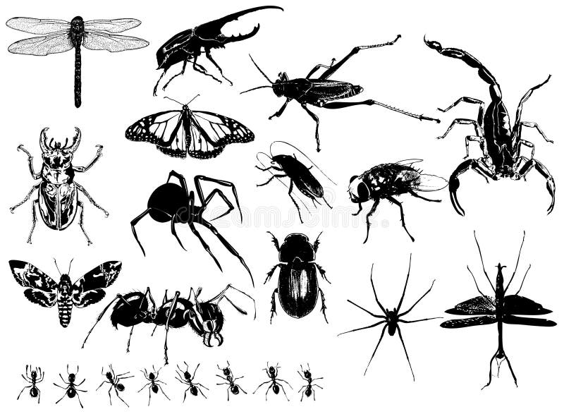 Large Set of Sketches of Insects Stock Vector - Illustration of ...