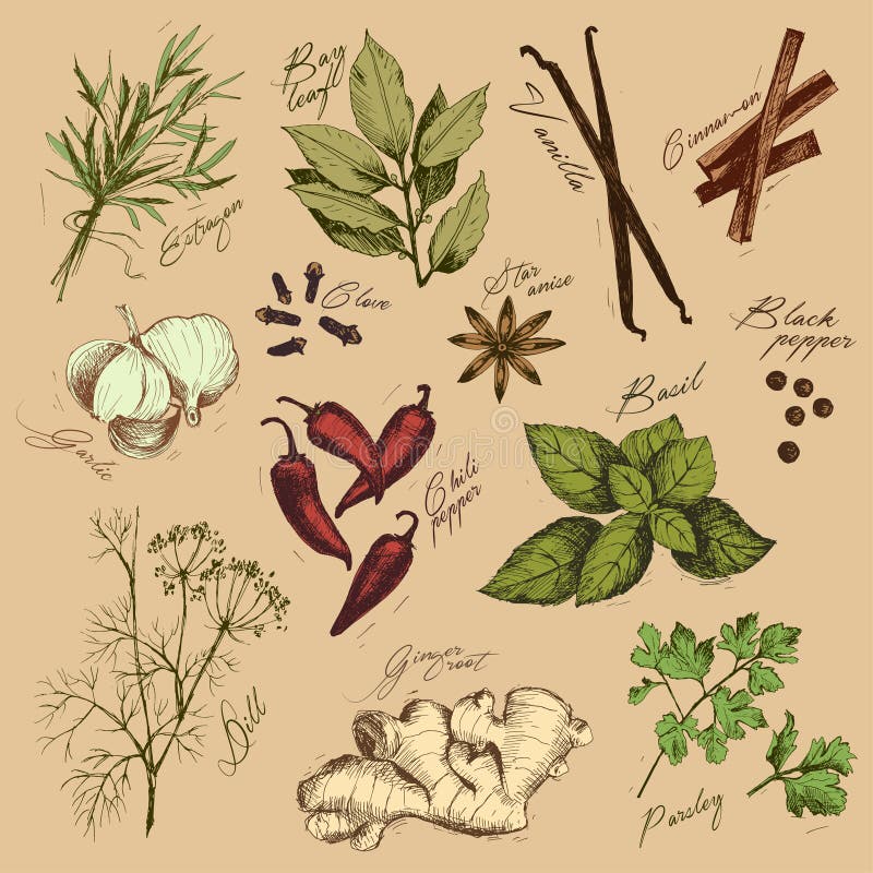 Collection Spices and Herbs Vector Illustration Edible Plants for ...