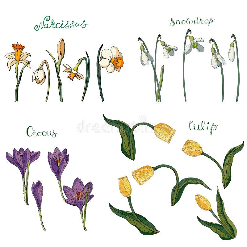 Spring Elements Red White Snowdrop Stock Illustrations – 14 Spring ...