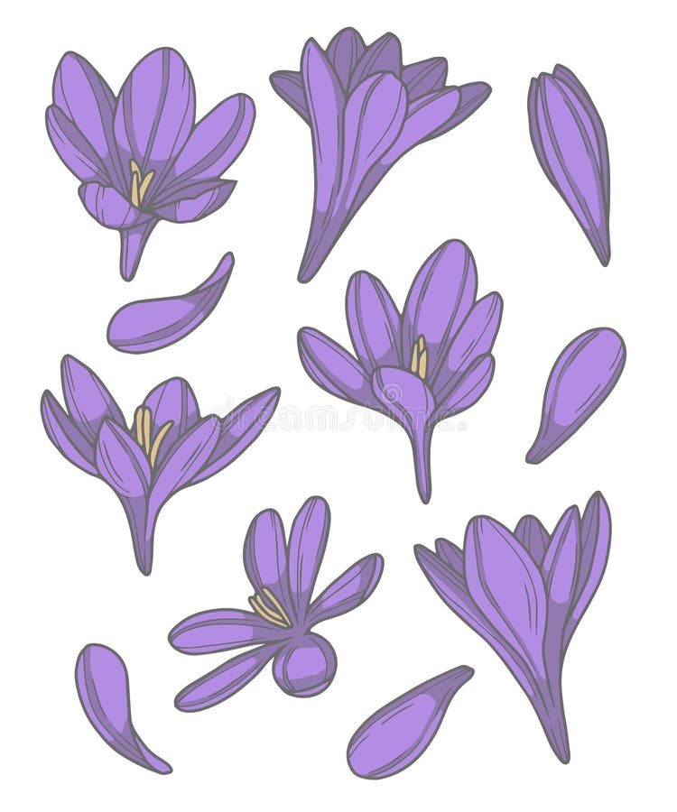 Vector Collection Set with Different Purple Crocus Spring Flowers and ...
