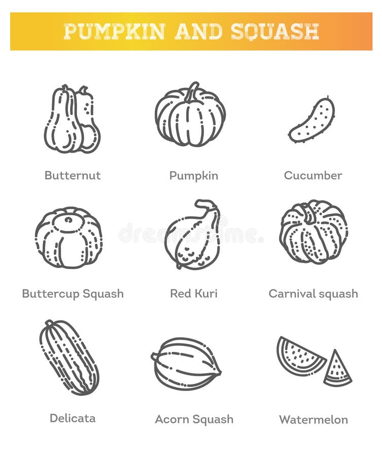 Squash Types Stock Illustrations – 152 Squash Types Stock Illustrations ...