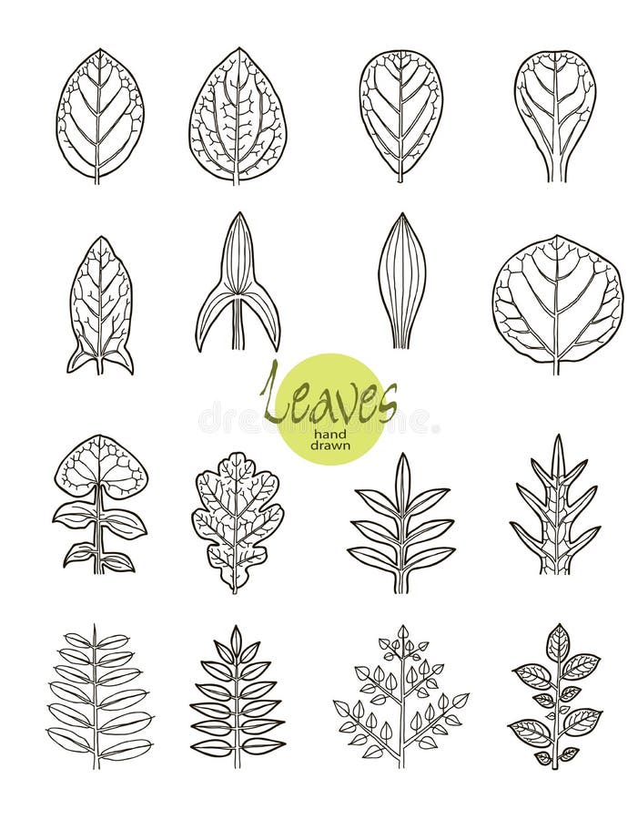 Vector Collection of Varieties of Leaf Shape Stock Vector ...
