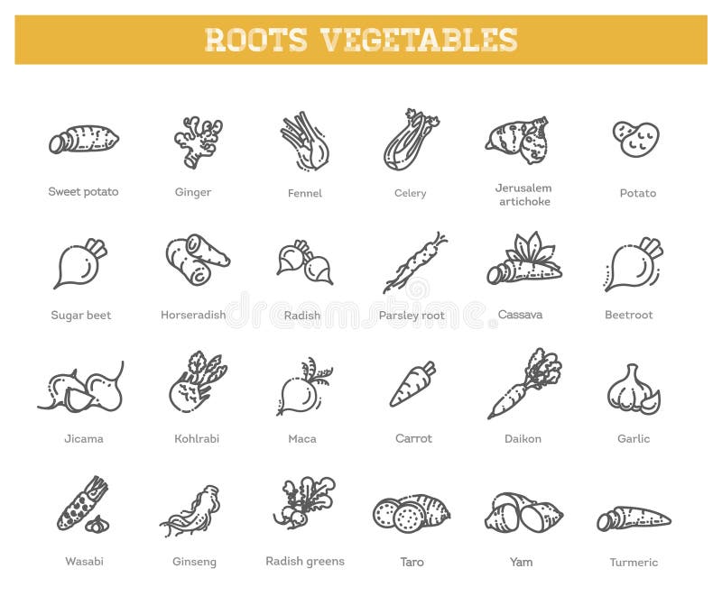 Basic Root Vegetables Thin Line Icon Set Stock Vector - Illustration of ...
