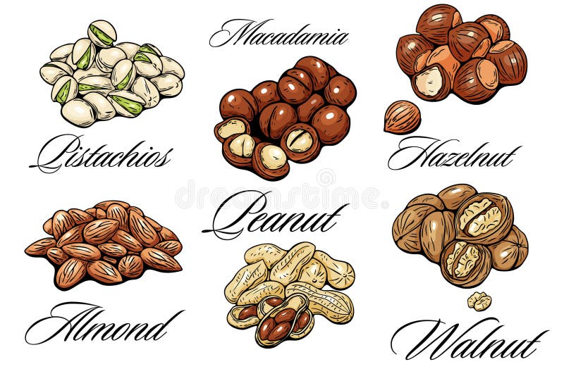 Vector Collection of Various Nuts with Engraved Names Stock Vector ...