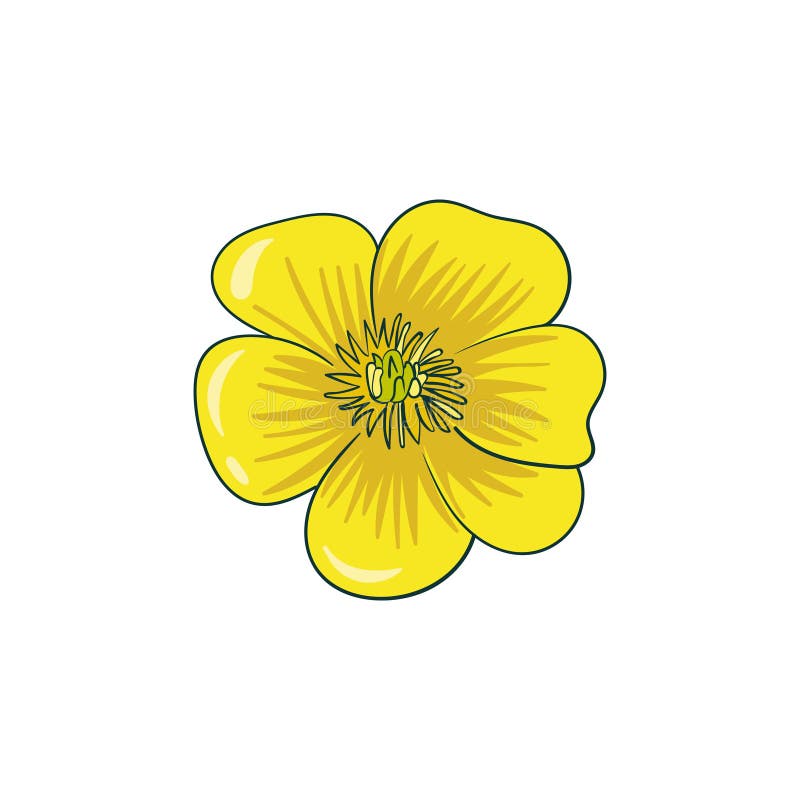 Vector Color Buttercup Icon, Flower Head, Isolated Stock Vector ...