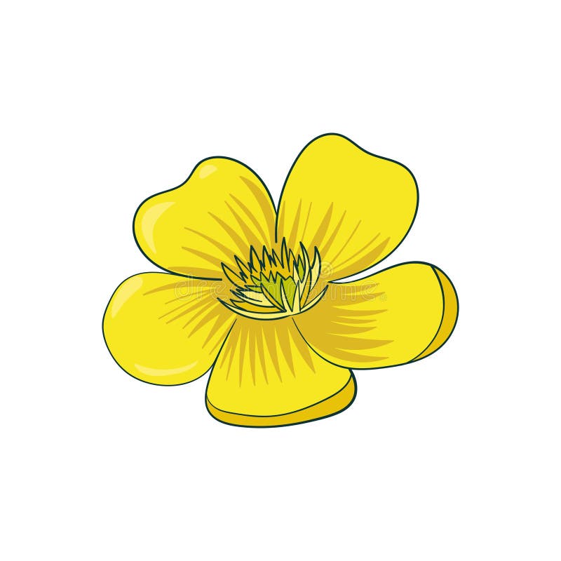 Vector Color Buttercup Icon, Flower Head, Isolated Stock Vector ...