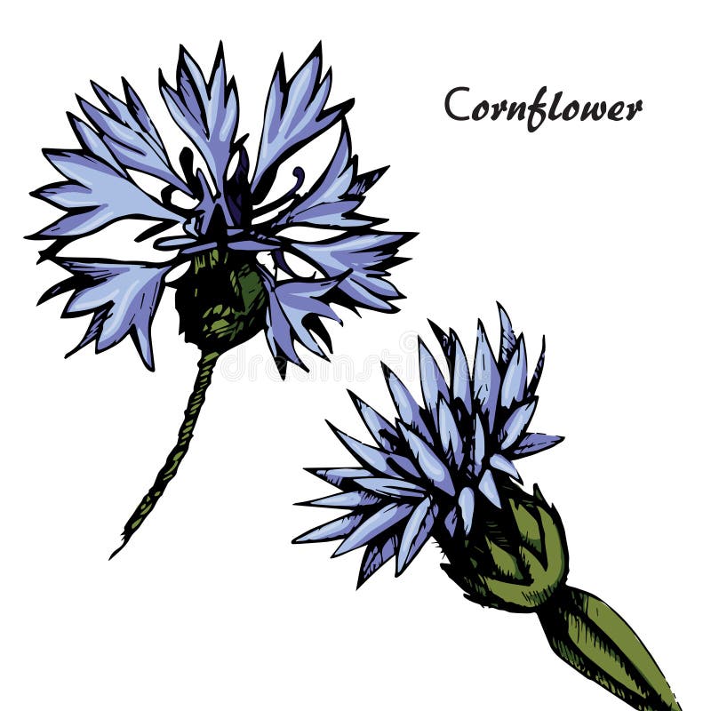 Vector Color Cornflower Sketch Stock Vector - Illustration of green ...