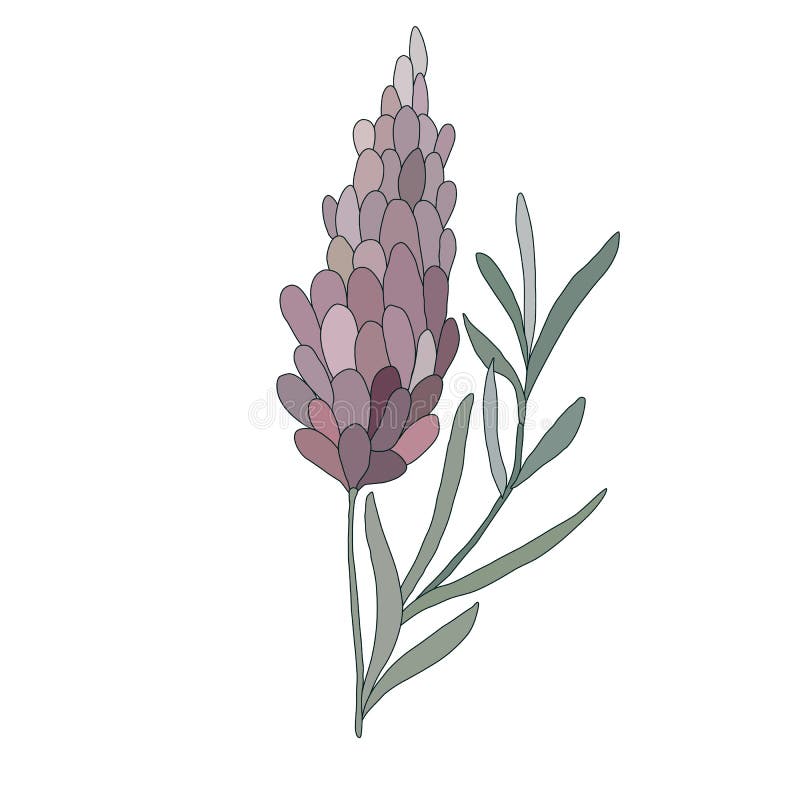 Vector Color Lavender Set Isolated on White Background Stock Vector ...