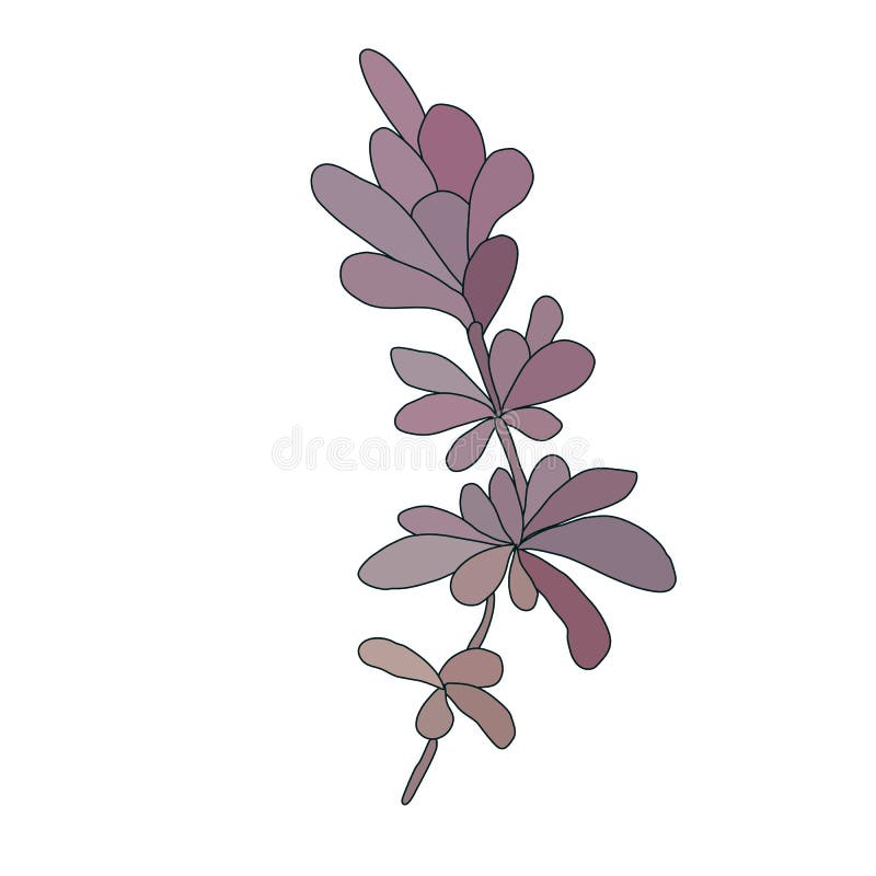 Vector Color Lavender Set Isolated on White Background Stock Vector ...