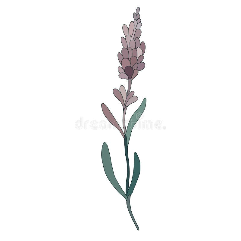 Vector Color Lavender Set Isolated on White Background Stock Vector ...