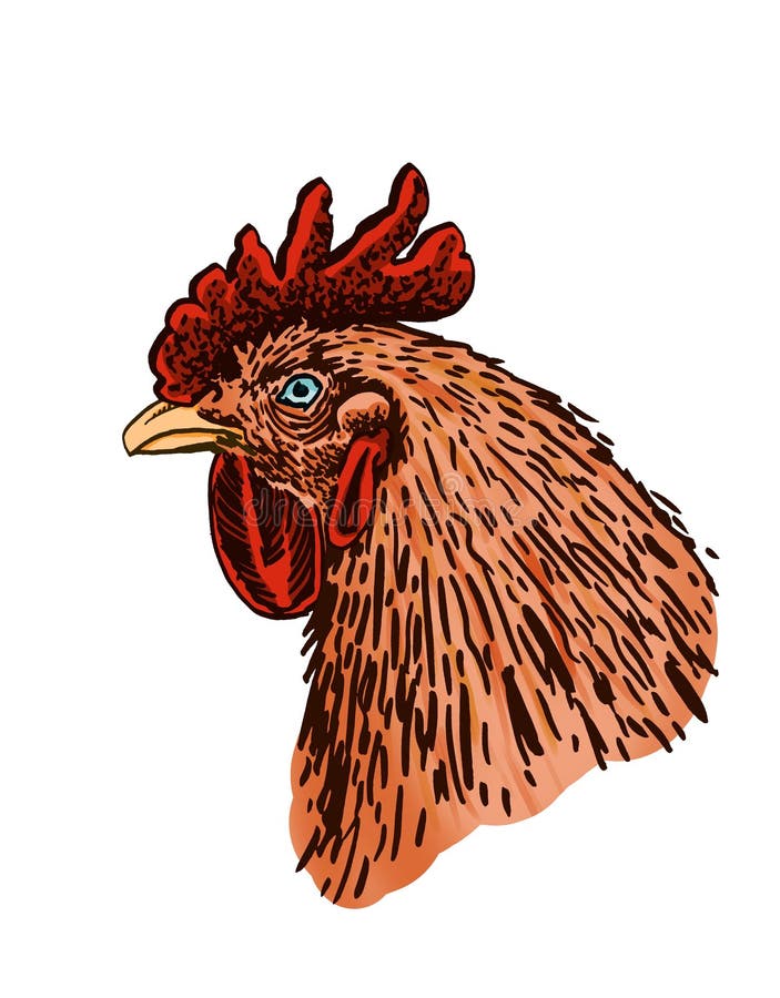 Vector Color Portrait of Rooster Isolated on White Background,graphical ...