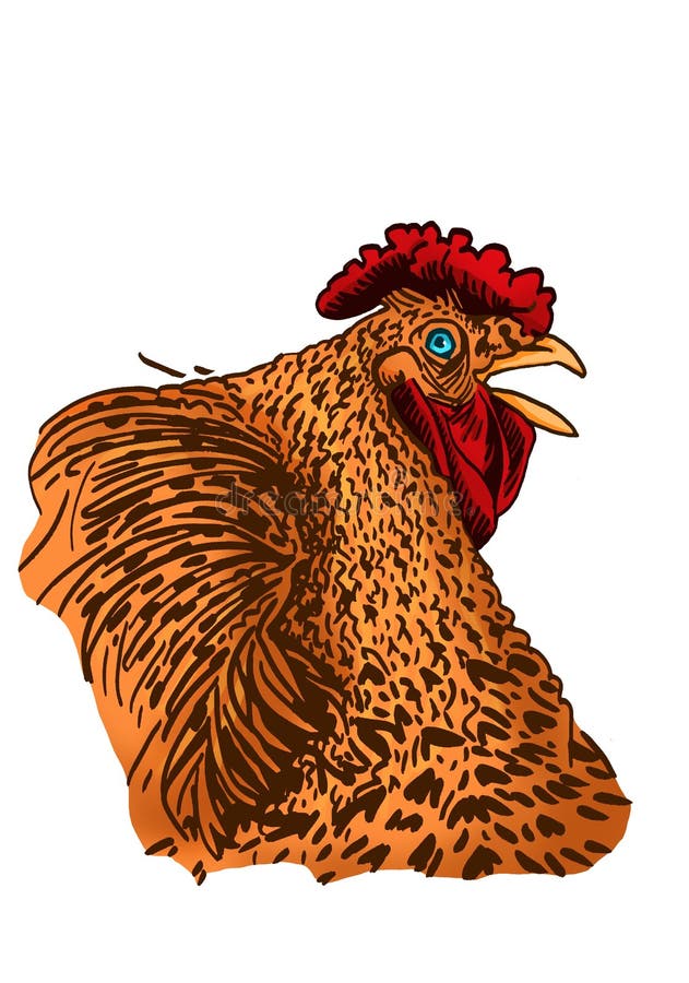 Vector Color Portrait of Rooster Isolated on White Background,graphical ...