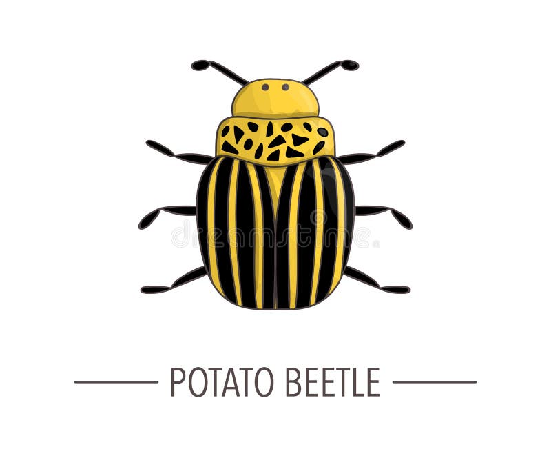 Bug Potato Stock Illustrations – 1,321 Bug Potato Stock Illustrations ...