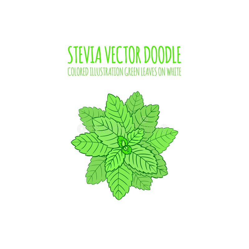 Vector Colored Stevia Icon Isolated, Label Logo Template. Stock Vector ...