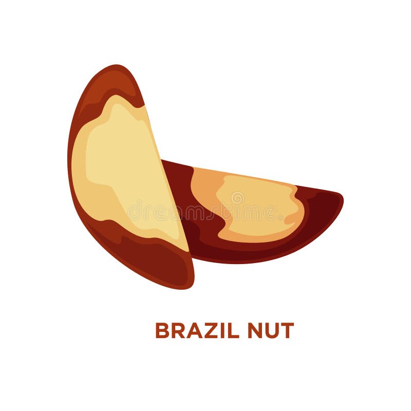 Brazil Nut Tree Stock Illustrations – 290 Brazil Nut Tree Stock ...