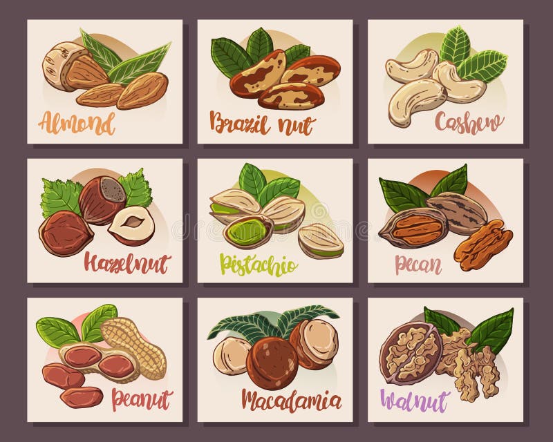 Nuts stickers stock vector. Illustration of nutrient - 132235356