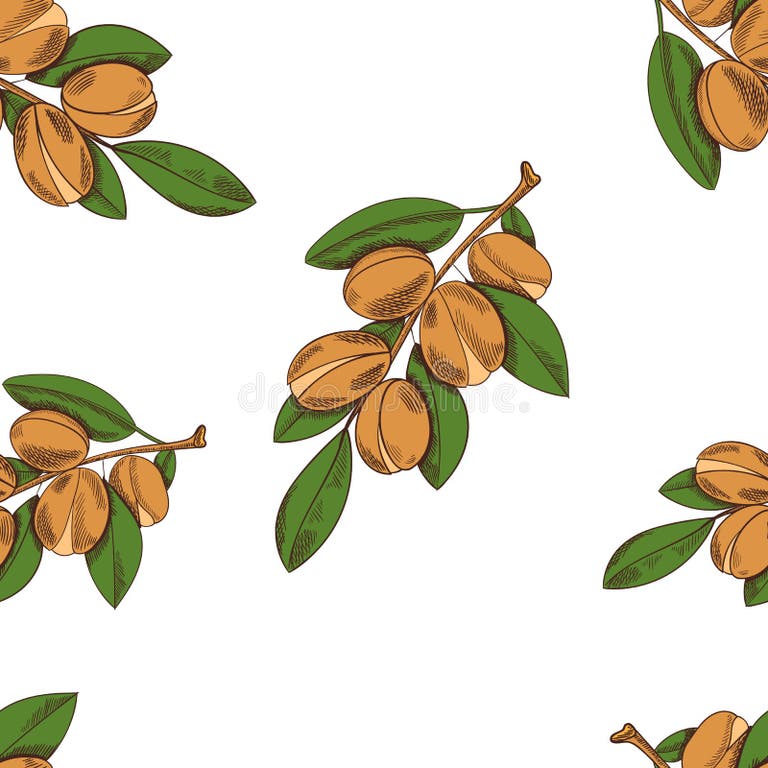 Vector Colorful Seamless Pattern with Argan Tree Branches on White ...