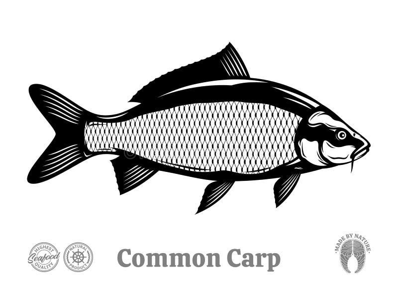 Common Carp Black and White Stock Vector - Illustration of cooking ...