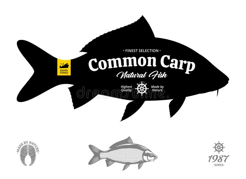 Common Carp Stock Illustrations – 379 Common Carp Stock Illustrations ...