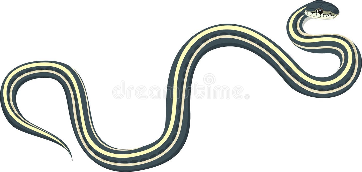 Garter Snake Stock Illustrations – 486 Garter Snake Stock Illustrations ...