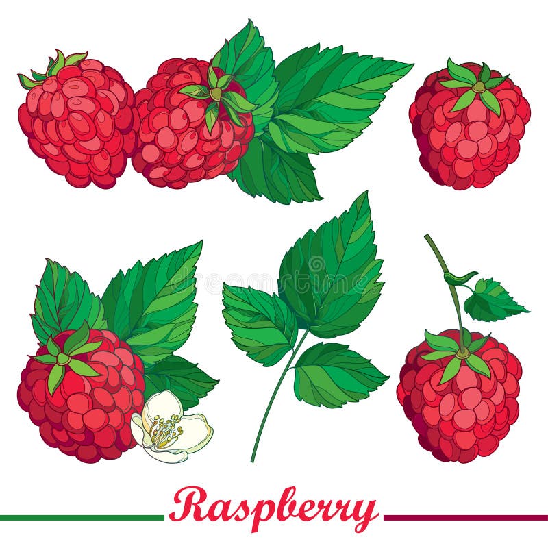 Vector Composition with Outline Raspberry or Rubus Red Berry and Green ...