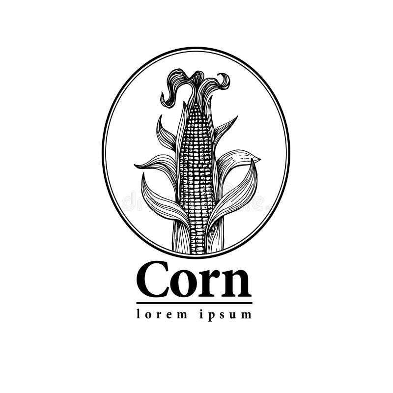 Vector Corn on the Cob with Leaves Vintage Engraved Illustration ...