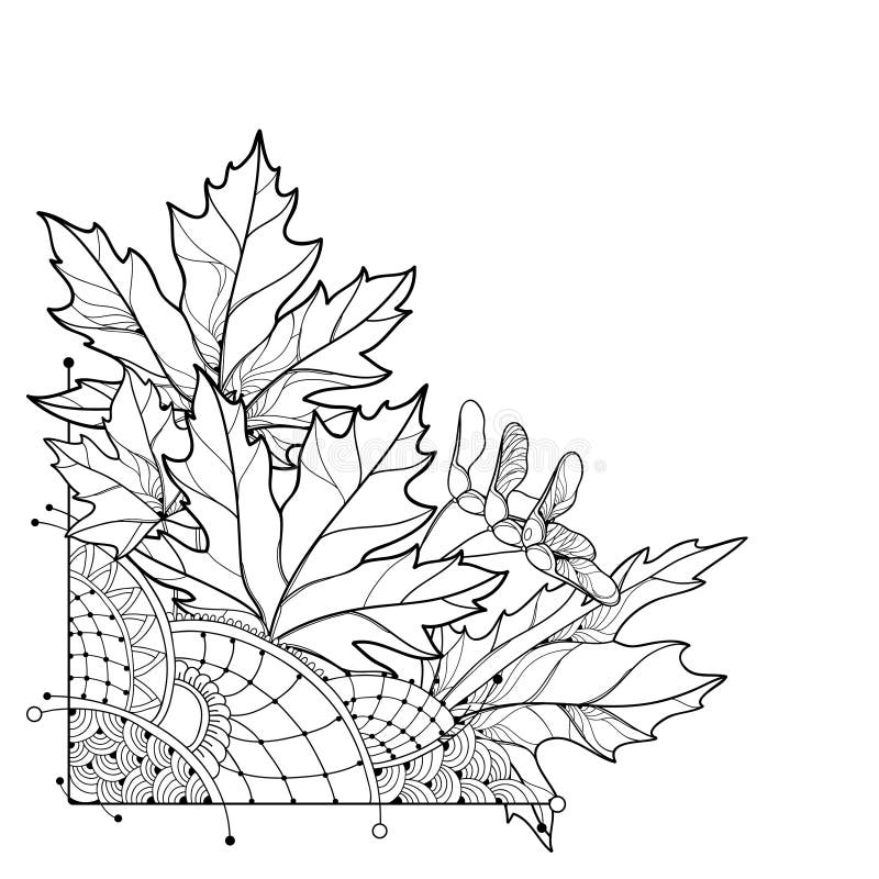 Vector Bouquet with Outline Acer or Maple Ornate Leaves and Samaras in ...