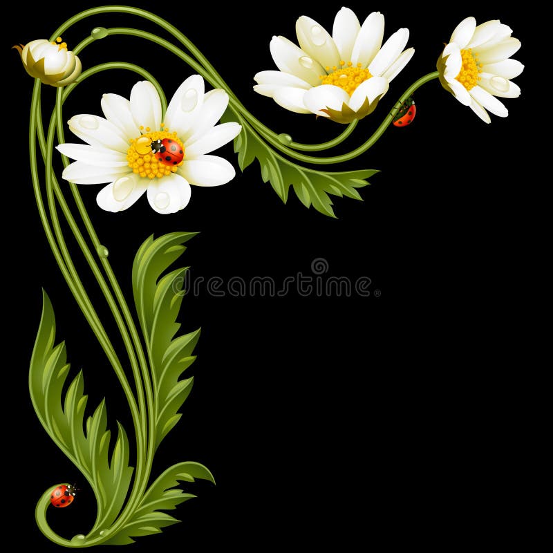 Camomile frame stock vector. Illustration of banner, isolated - 15131201