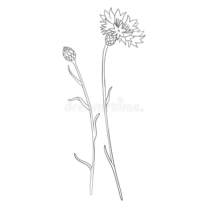 Bluets Vector Stock Illustrations – 40 Bluets Vector Stock ...