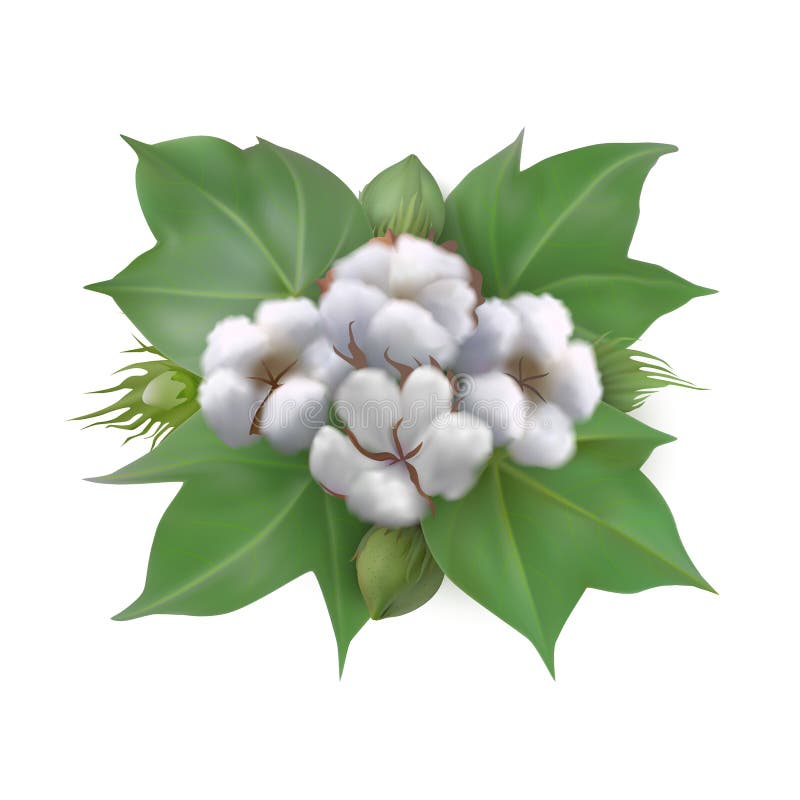 Stem Cotton Stock Illustrations – 1,356 Stem Cotton Stock Illustrations ...